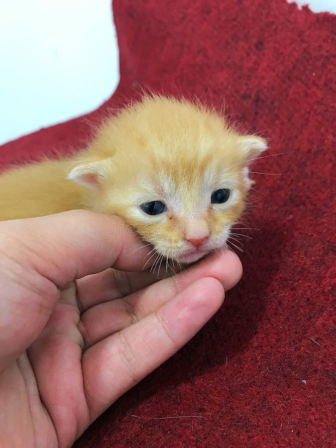 Babykatze stockfoto. Bild von schön, schätzchen, katze - 95681096