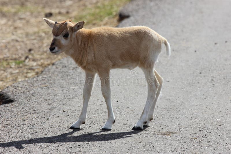 Baby Addax stock image. Image of africa, savanna, nature - 29001005