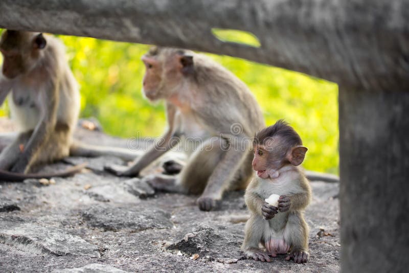 Baby-Affe und Familie stockfoto. Bild von kind, neugierig - 31655946