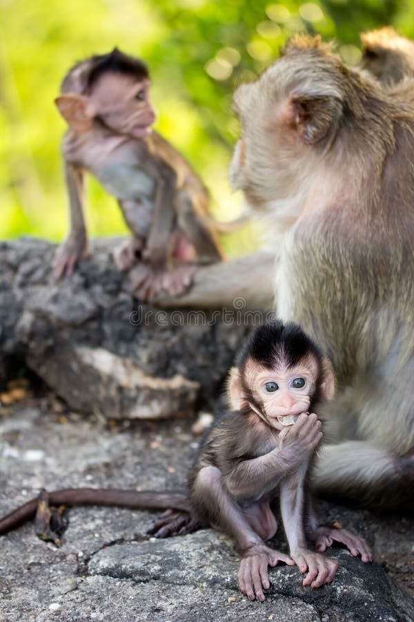 Baby-Affe und Familie stockbild. Bild von lage, nett - 31655971