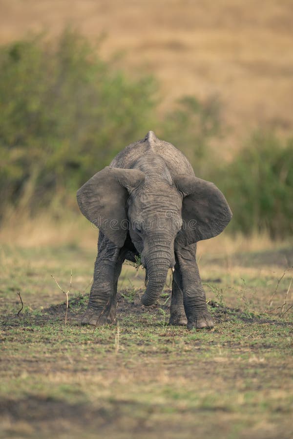 Elephant Crouches Stock Photos - Free & Royalty-Free Stock Photos from ...