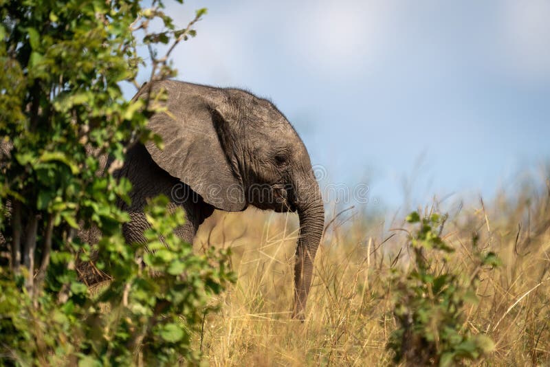 Baby African Bush Elephant Stands Behind Bush Stock Image - Image of ...