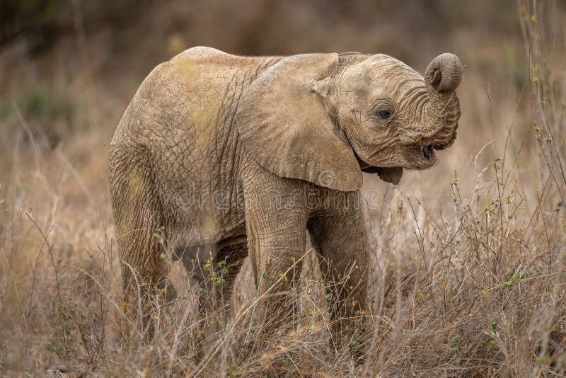 Baby African Bush Elephant Stands Rolling Trunk Stock Photo - Image of ...