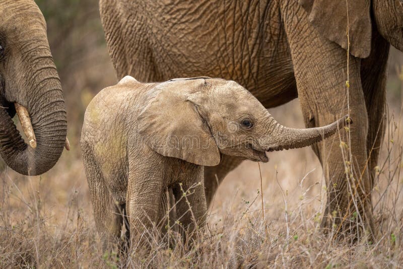 Baby African Bush Elephant Stands Stretching Trunk Stock Photo - Image ...