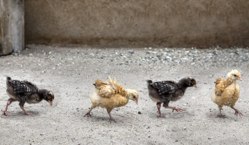 Baby African chickens stock image. Image of chicks, rural - 269295575