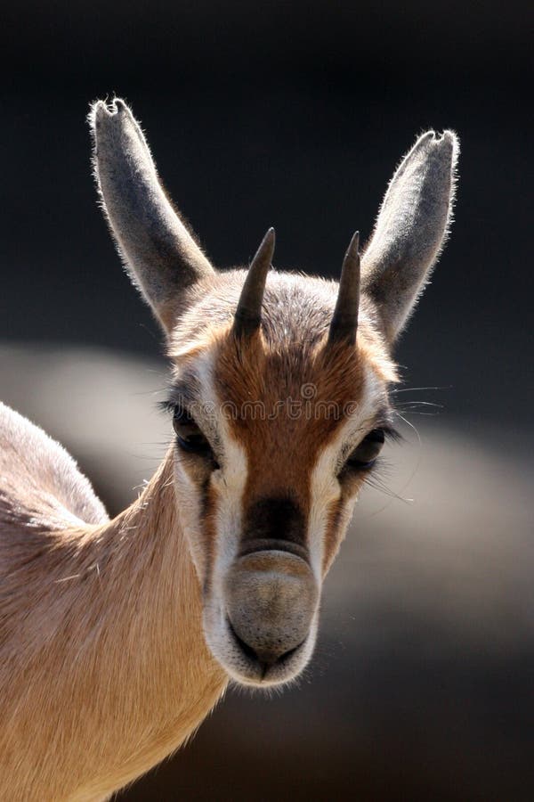 352 African Striped Deer Photos - Free & Royalty-Free Stock Photos from ...