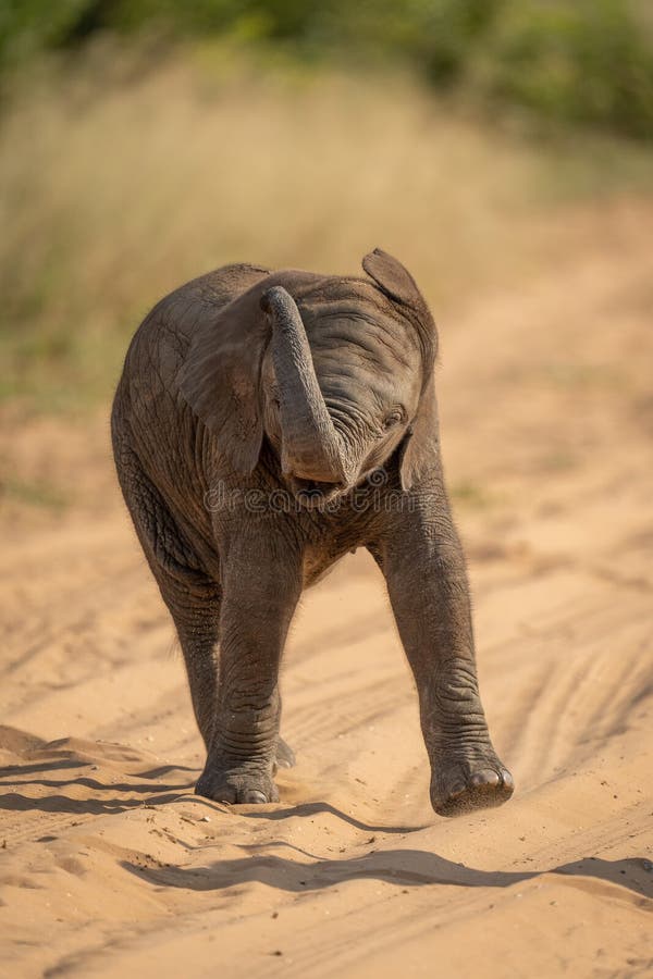 Baby African Elephant Crosses Track Lifting Trunk Stock Photo - Image ...