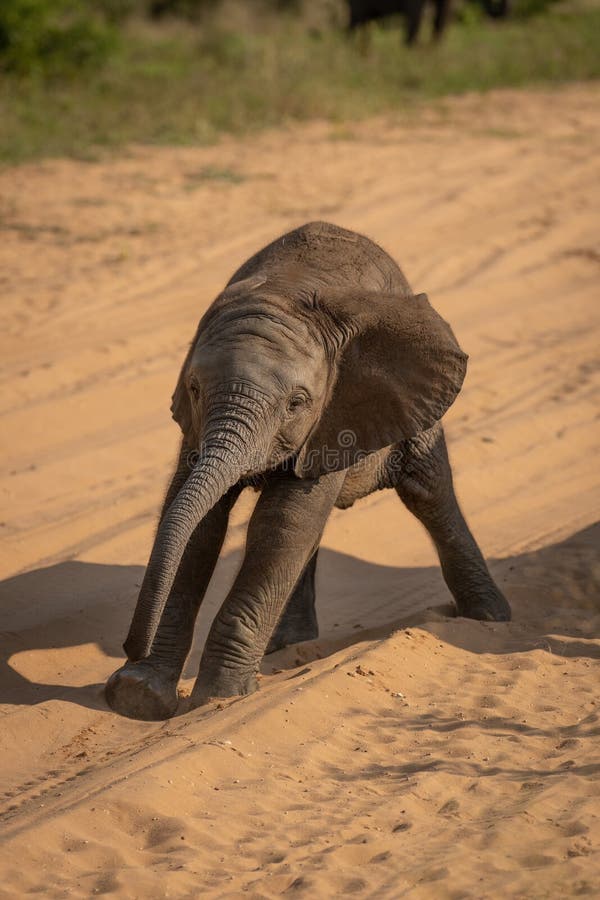 Baby African Elephant Stands Stretching on Track Stock Image - Image of ...