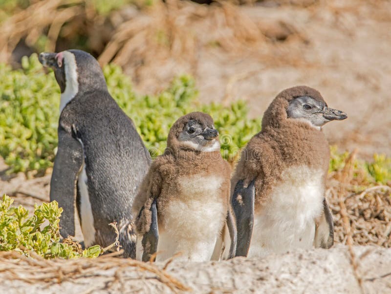 318 Baby Mother Penguin Photos - Free & Royalty-Free Stock Photos from ...
