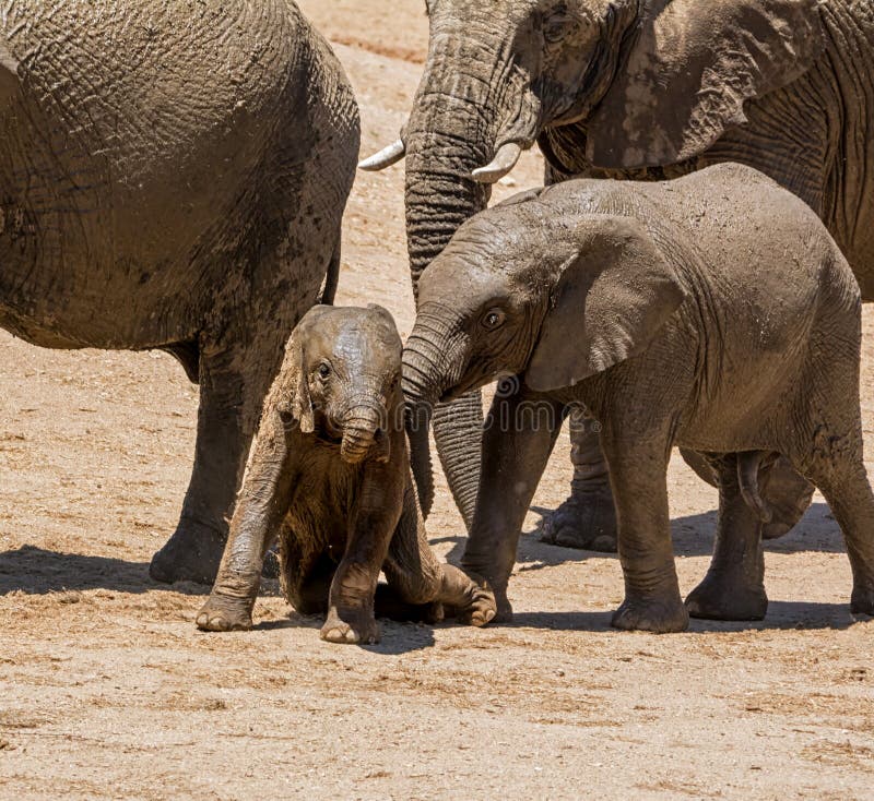 Baby Afrikaanse Olifant 7 stock foto. Image of familie - 107490720