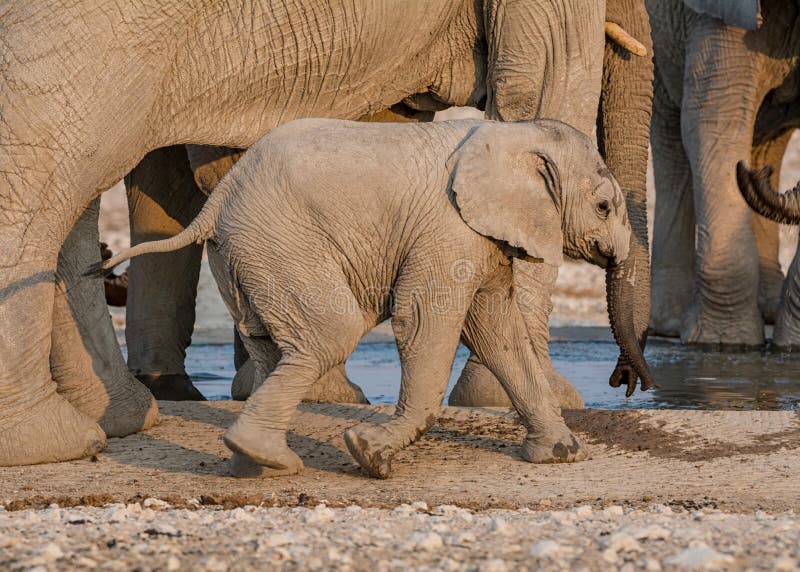 Baby Afrikaanse Olifant 36 stock afbeelding. Image of afrika - 107493881