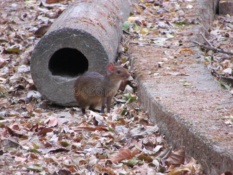 A Baby Agouti Emerging from a Den in the Middle Stock Image - Image of ...