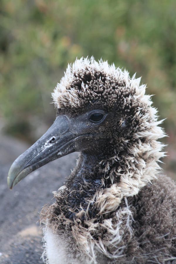 Baby Albatross stock photo. Image of fluffy, nature, ecuador - 13672760