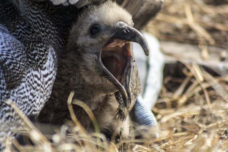 Baby Albatross stock photo. Image of fluffy, nature, ecuador - 13672760