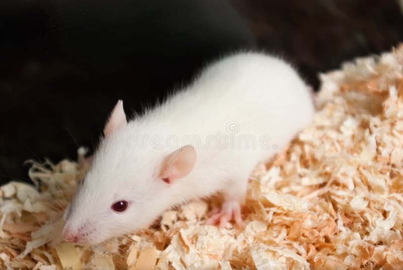 Baby albino rat stock image. Image of cute, board, healthcare - 15371923