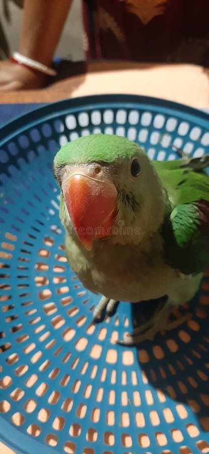 Baby Alexander parrot stock image. Image of speak, birdthey - 173073549