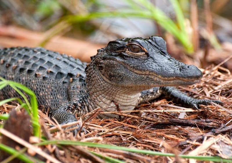 Baby Alligator stock image. Image of alligator, florida - 13181539