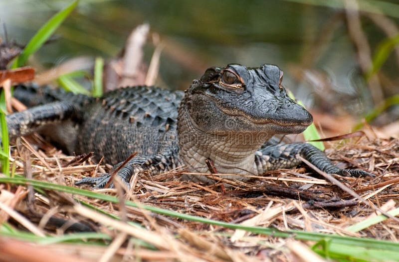 Baby Alligator stock photo. Image of grass, nature, everglades - 13181546