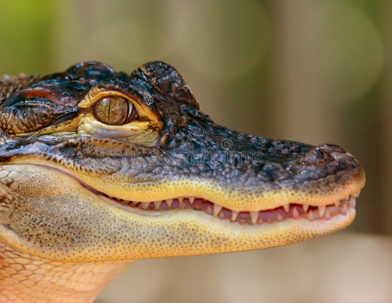 Baby Alligator stock image. Image of sharp, alligator, gator - 272727