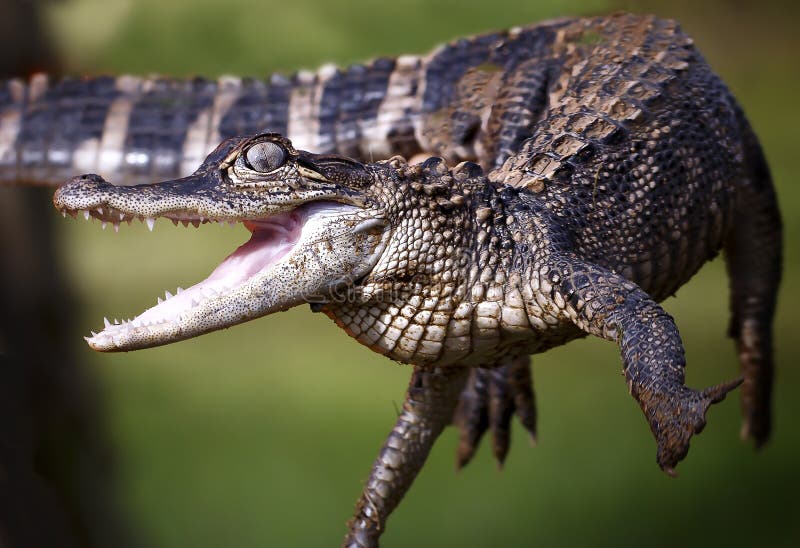 Mean Alligator Snapping it`s Jaws in a Louisiana Swamp Stock Image ...