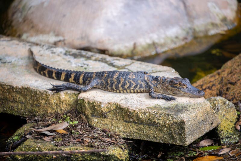 Baby alligator on the rock stock image. Image of wildlife - 256154749