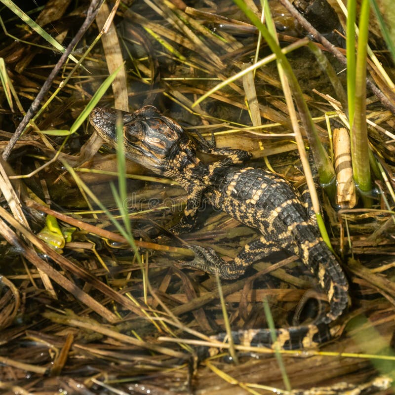Baby Alligator Sits on the Watery Roots of the Marsh Stock Photo ...