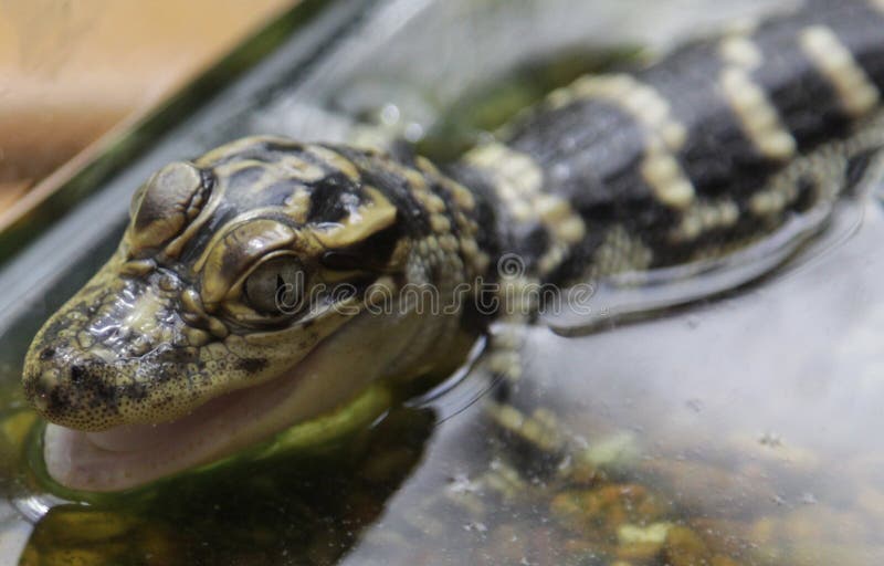 Baby Alligator stock image. Image of american, baby, lizard - 35677873