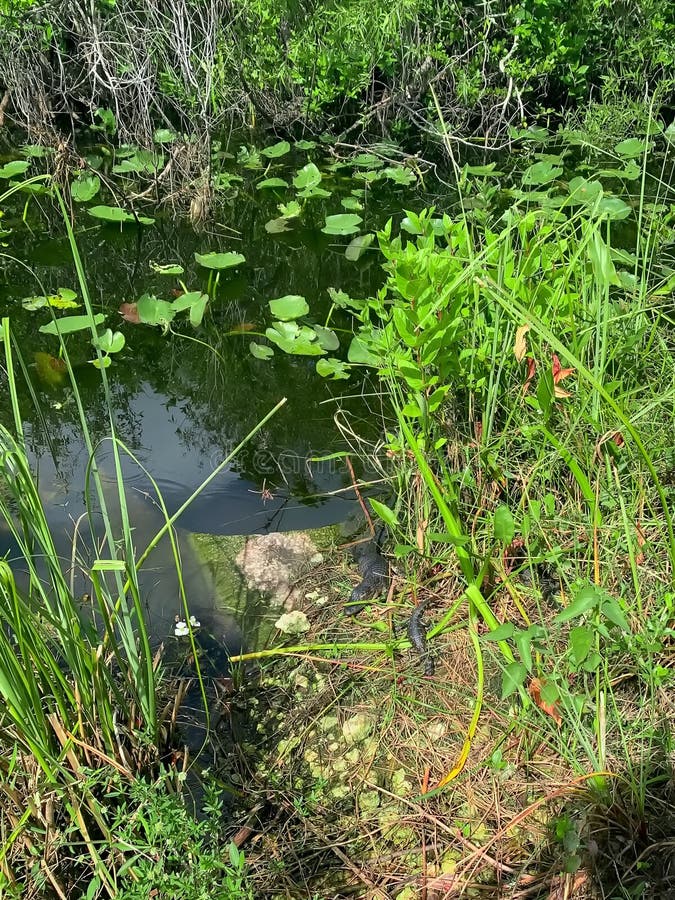 Baby alligators in a nest stock photo. Image of jump - 214599694