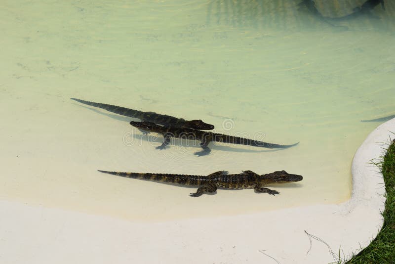 Baby Alligators in a Pool in Florida Stock Photo - Image of young, baby ...