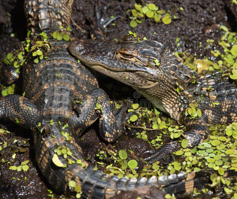Baby Alligators stock image. Image of wilderness, water - 30891059