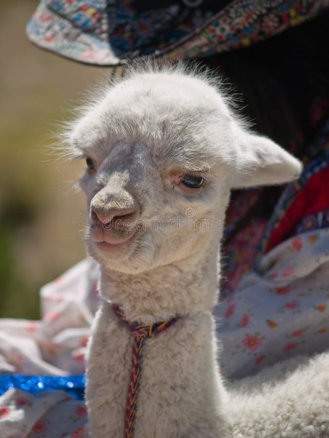 Baby Alpaca stock photo. Image of remote, group, andes - 3819108