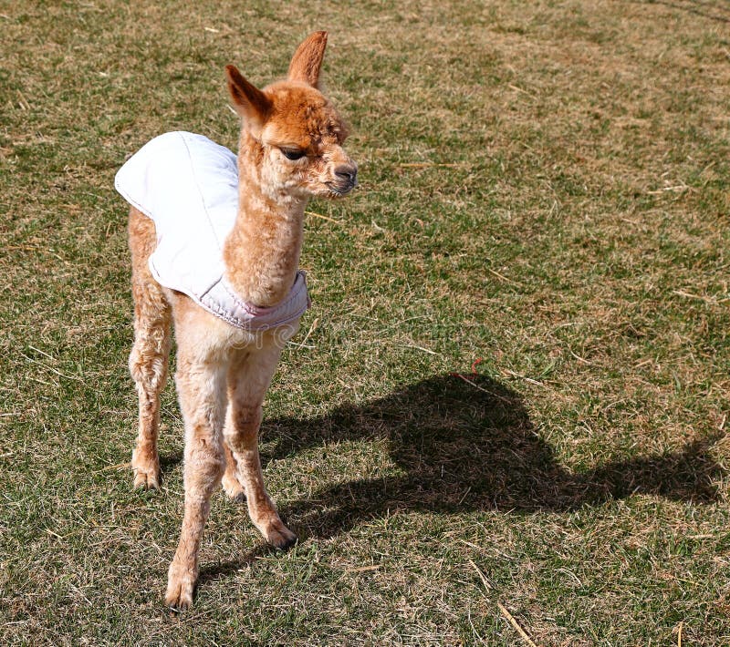 Baby Alpaca stock image. Image of mammal, alpaca, farming - 217125905