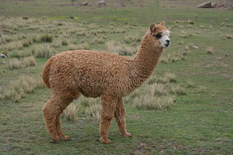 Baby Alpaca in Peru. stock photo. Image of pacos, coat - 64171656