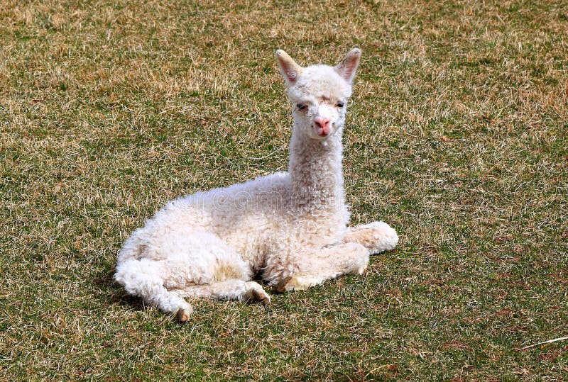 Baby-Alpaka stockfoto. Bild von wollen, schätzchen, mantel - 217125908