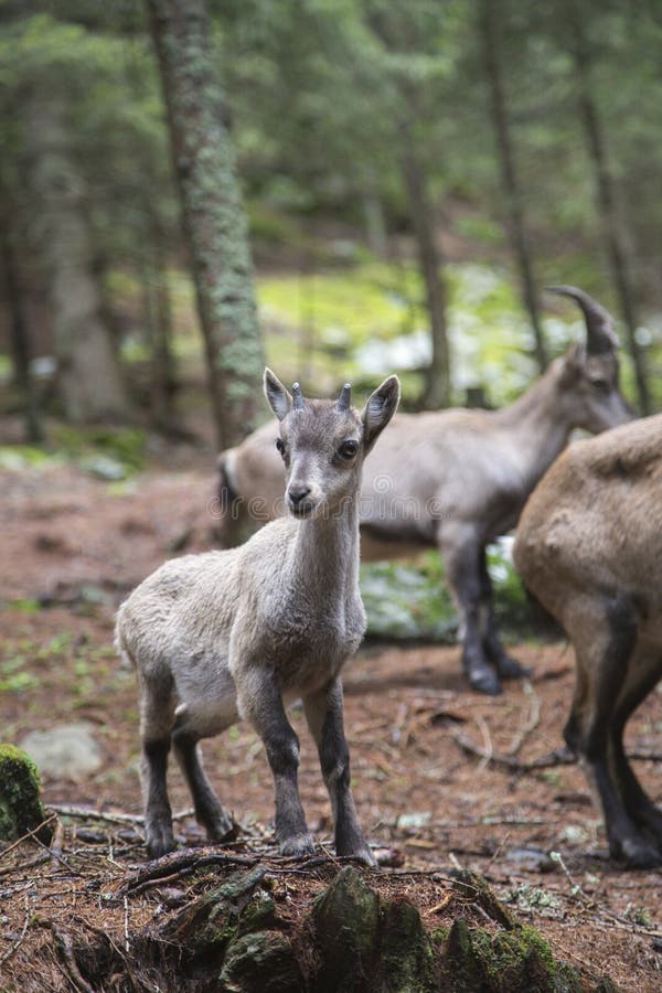 Baby Alpine Ibex with the Herd Stock Photo - Image of mountains, herd ...