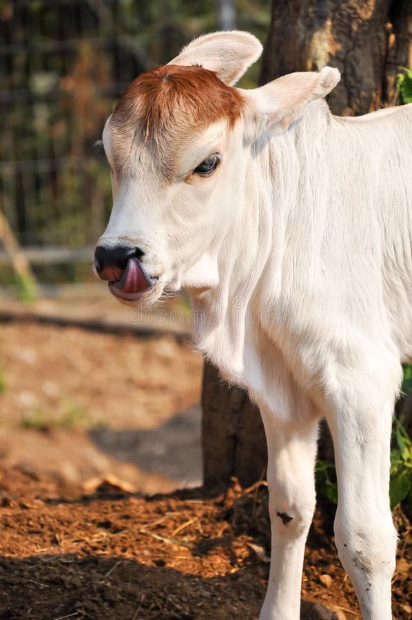 Baby American Brahman stock image. Image of bull, countryside - 29623625