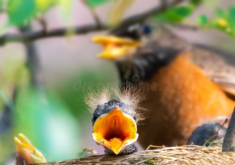 Baby American Robin stock photo. Image of artistic, bright - 224161772
