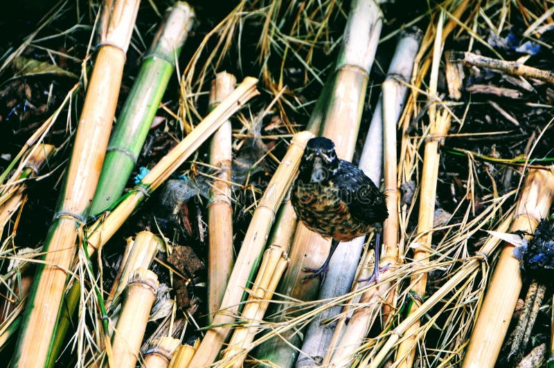 Baby American Robin stock photo. Image of bird, animal - 94620906