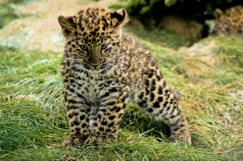 Baby Amur Leopards Play Fighting Stock Photo - Image of baby, play ...