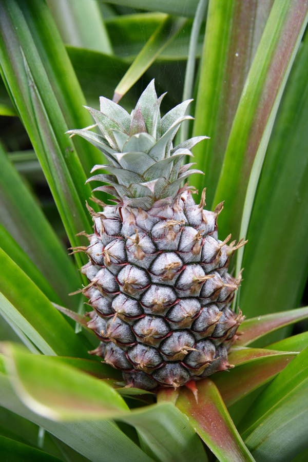 Baby-Ananas stockbild. Bild von tropen, brut, gemüse, frucht - 2082585