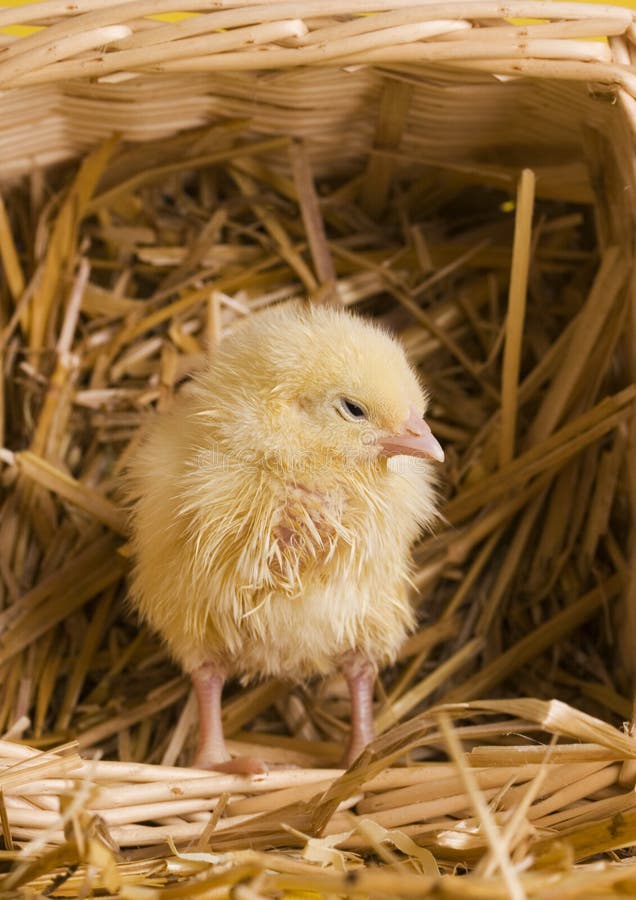 Baby Chick Coming Out of Egg Stock Image - Image of macro, yellow: 20441543