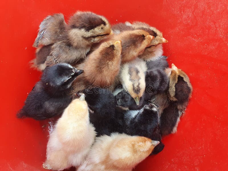 Baby Animal Chicks Chickens Stock Image - Image of chicken, chickens ...