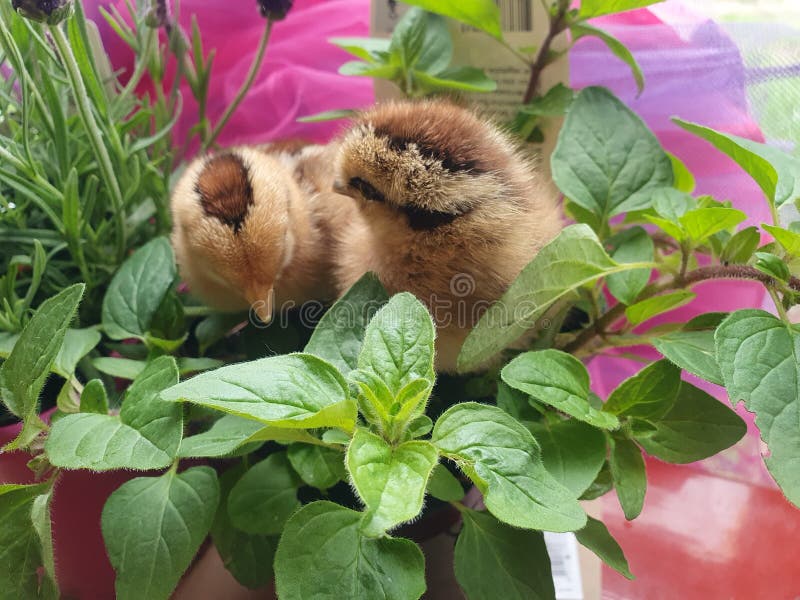 Baby Animal Chicks Chickens Pink Pets Stock Photo - Image of herb ...