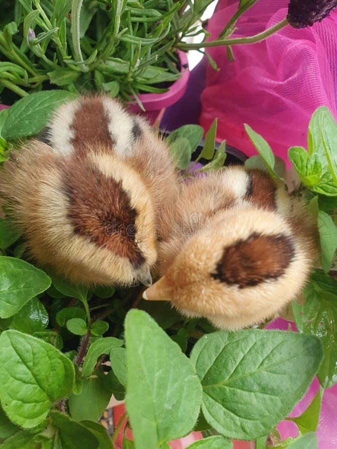 Baby Animal Chicks Chickens Pink Pets Stock Image - Image of insect ...