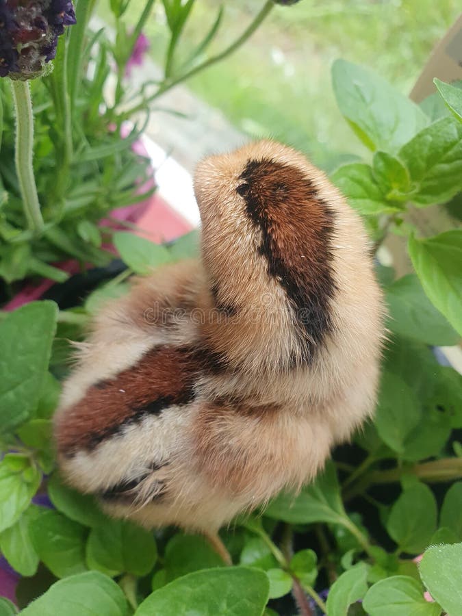 Baby Animal Chicks Chickens Pink Pets Stock Photo - Image of animal ...