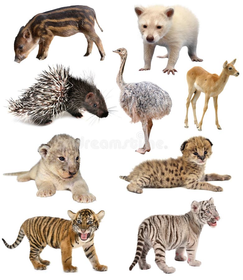 Collage of Pets and Animals in English Stock Photo - Image of goldfish ...