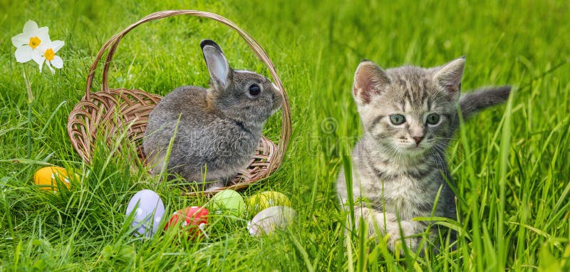 Baby animals stock photo. Image of furry, hare, gift - 37479666