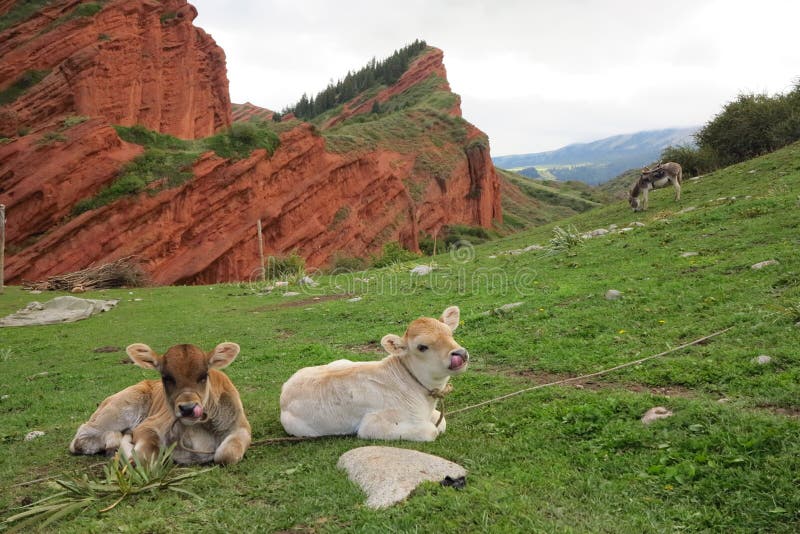 Baby animals in the meadow stock image. Image of animals - 87583171