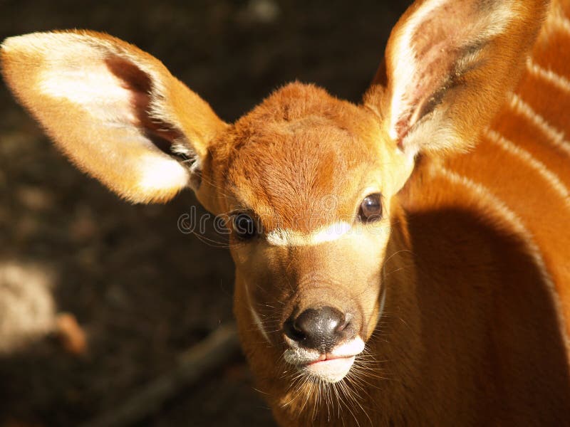 Newborn Baby Antelope