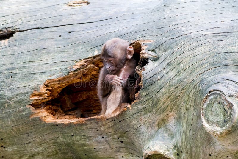 Baby ape playing stock image. Image of paniscus, infant - 104853653